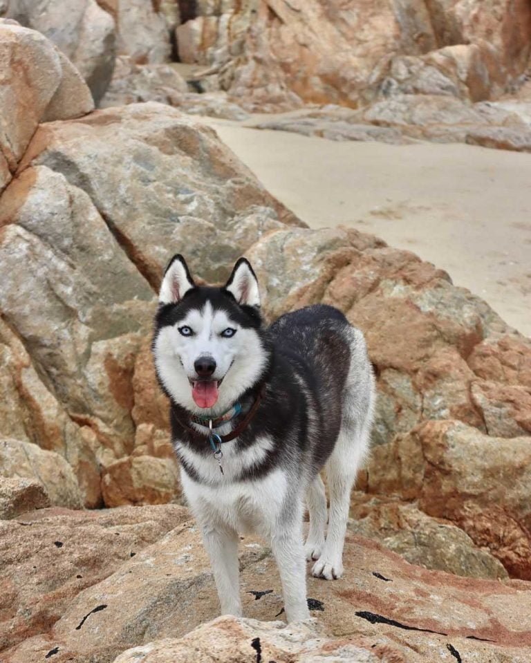 Este husky tiene a todos enamorados en Internet con sus fotografías