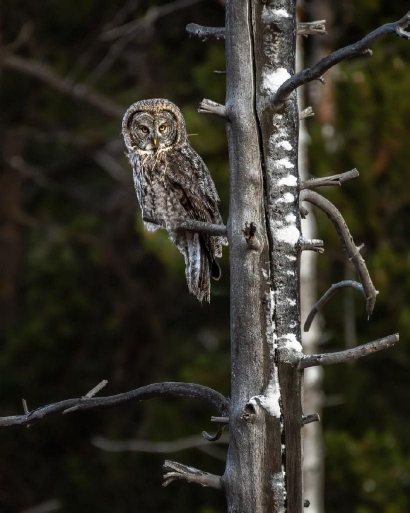 Búho se posa en la lente de este fotógrafo combinándose con la cámara