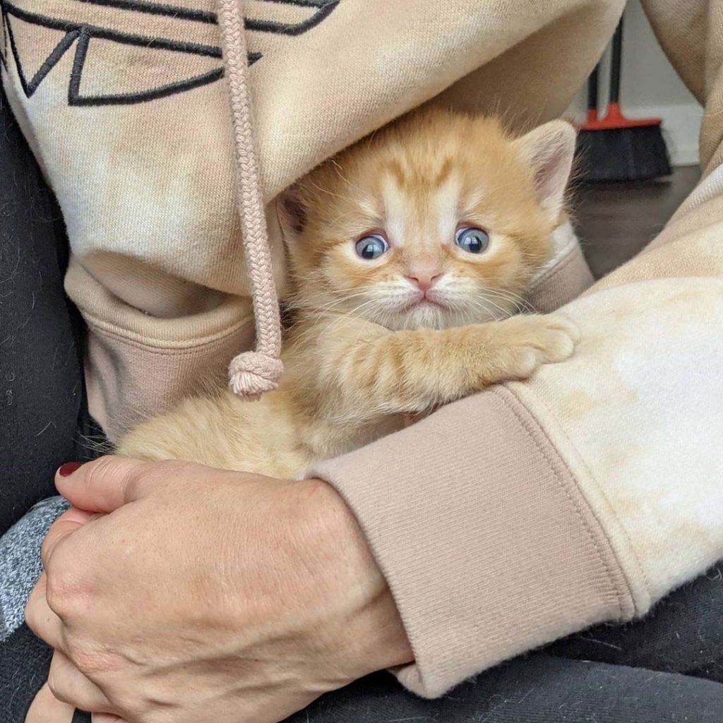 Gatito de voluntad fuerte está decidido a hacer todo como cualquier gato
