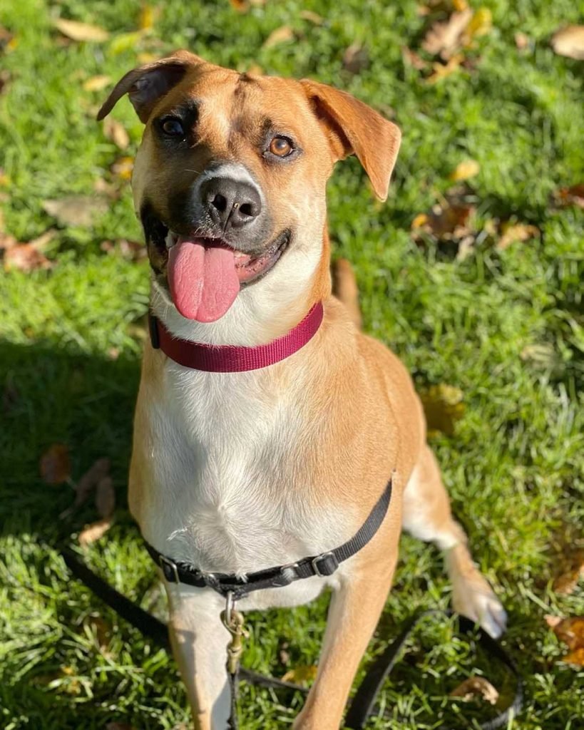Perro con la sonrisa torcida más dulce busca a alguien a quien amar