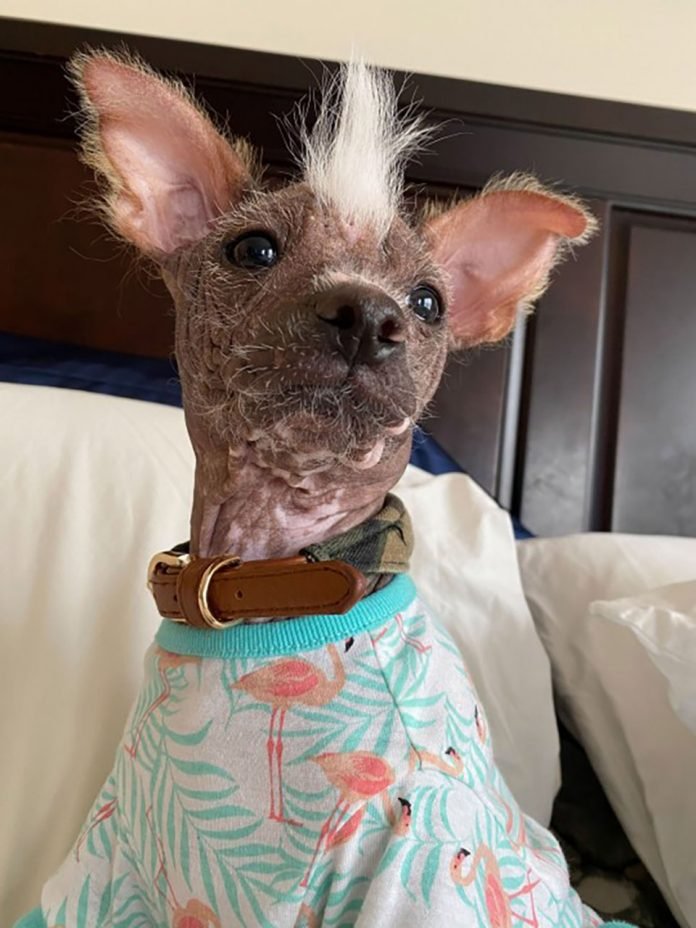 Perro crestado chino, casi calvo debido a su raza, es una sensación