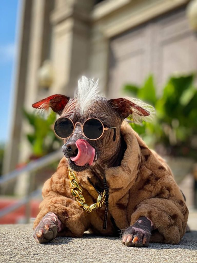 Perro crestado chino, casi calvo debido a su raza, es una sensación