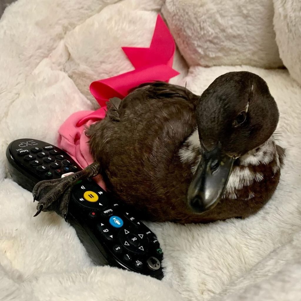 Patito discapacitado es llevado a todas partes en un portabebés