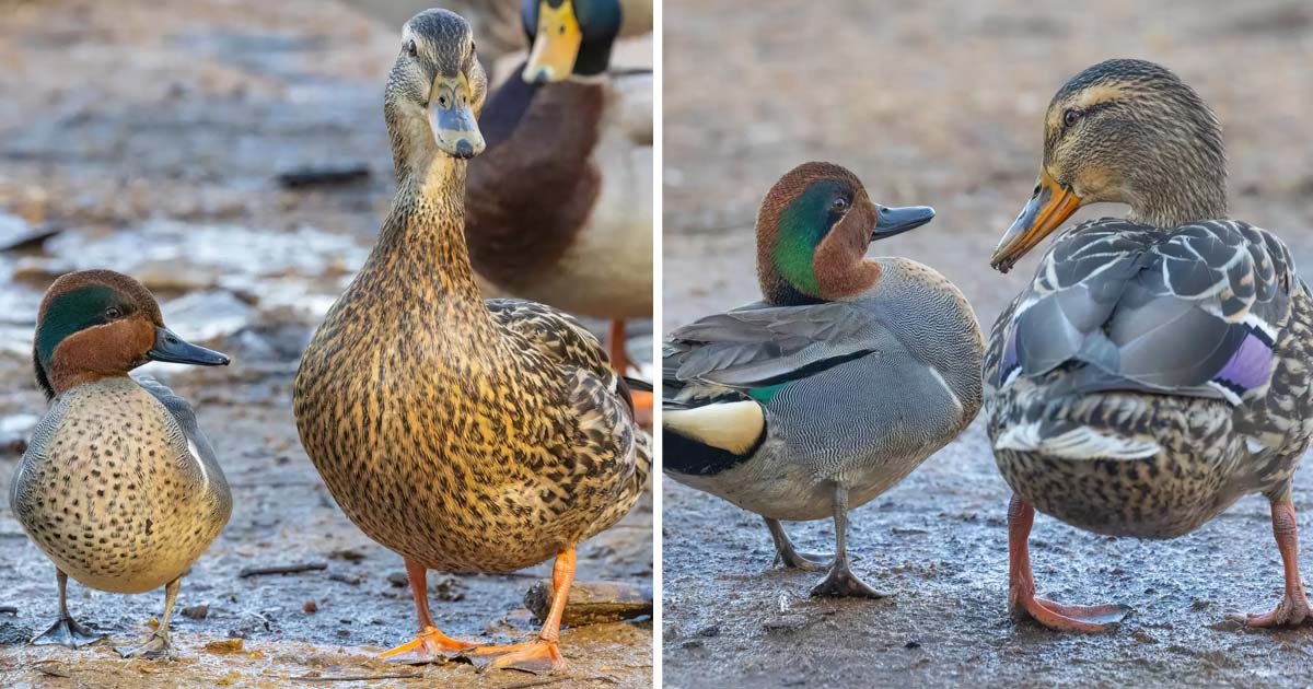Pequeño pato está obsesionado con su novia que es más grande que él