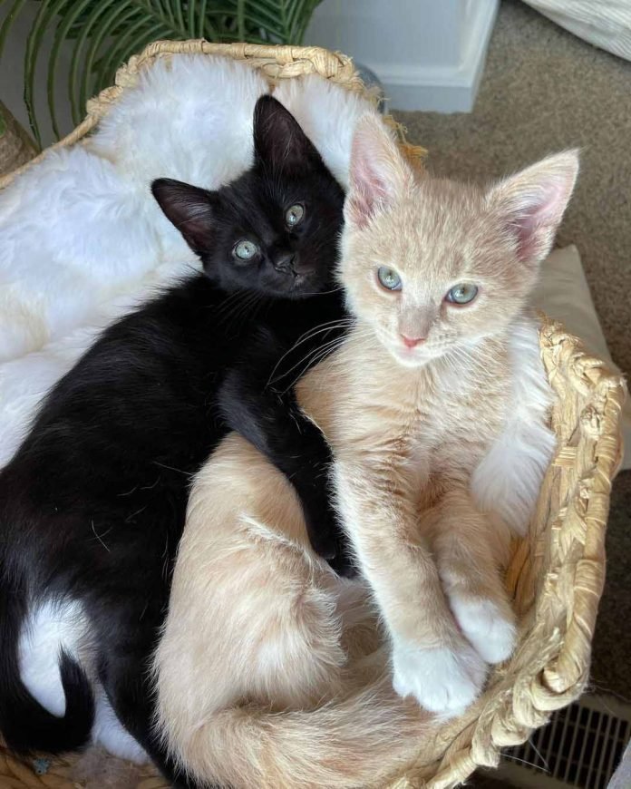 Gatita ama tanto hacer amigos que comienza a abrazar a todos