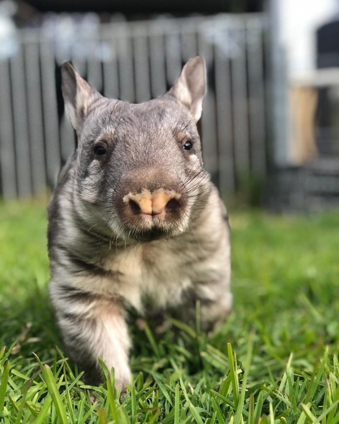 Adorable wombat rescatada ama a su cuidadora favorita